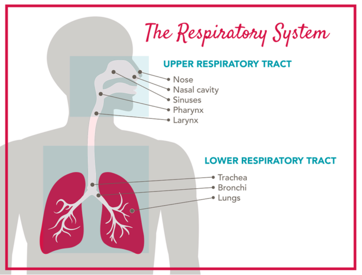 Anatomy of the Lungs and Airways | SmartVest